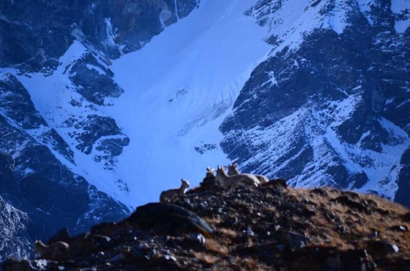 From Uttarey: 19-Day Kanchenjunga Round-Trip Trek - Key Points