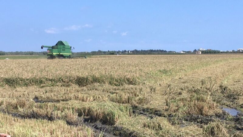 From Valencia: Albufera Day Trip with Boat Tour and Transfer - Wrapping Up
