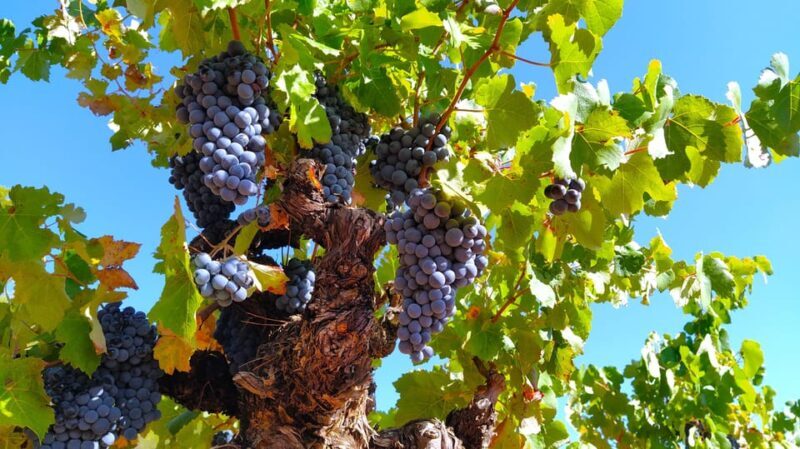From Valencia: Requena Wine Tour with Tastings - Key Points