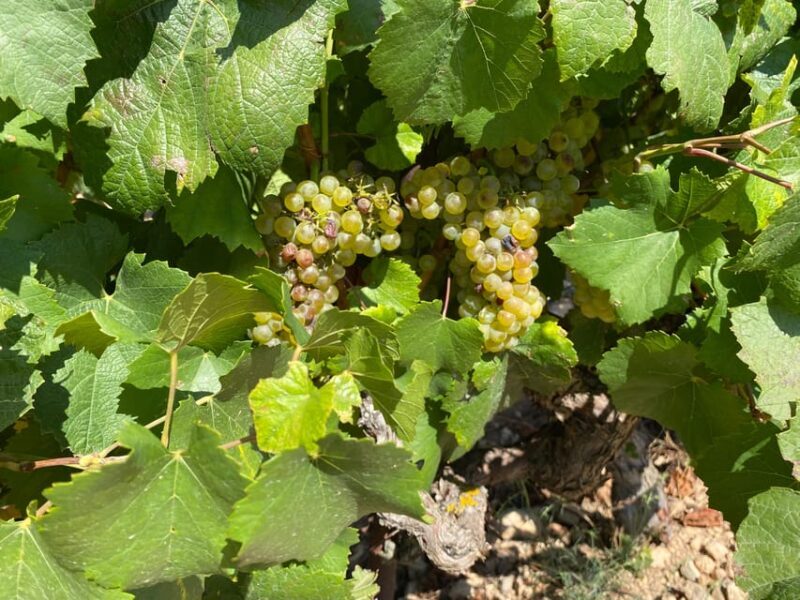 From Valencia: Utiel-Requena Wine Tour and Traditional Lunch - What Makes This Tour Stand Out?