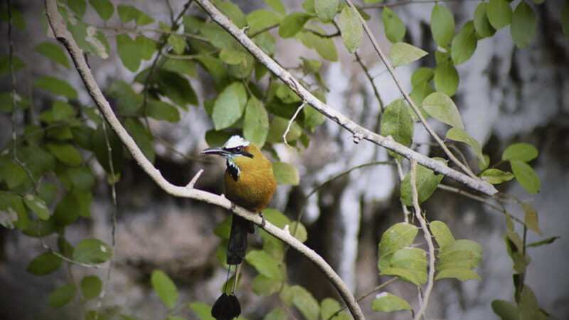 FROM VALLADOLID CHICHÉN ITZÁ + 2 CENOTES (PRIVATE TRANSPORTATION) - A Detailed Look at the Tour Experience