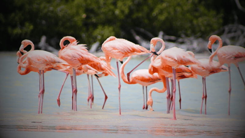FROM VALLADOLID RIO LAGARTOS + LAS COLORADAS + CENOTE (COLECTIVO TOURISTIC) - An In-Depth Look at the Tour
