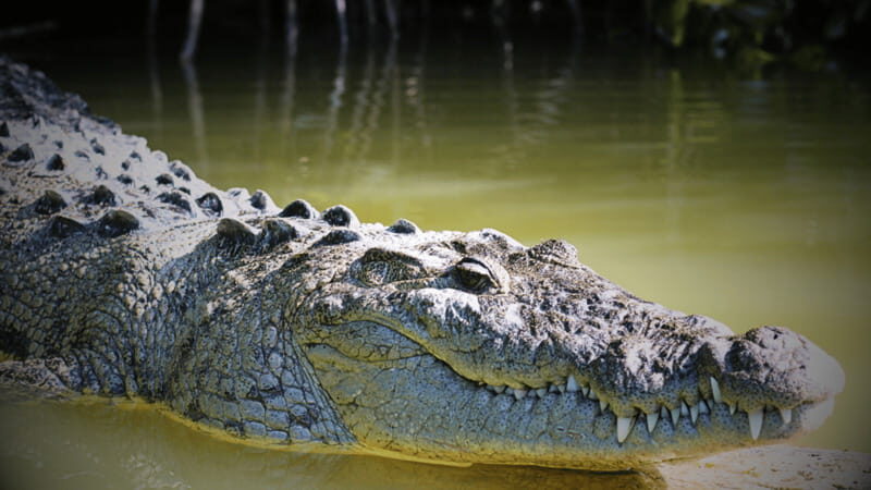 FROM VALLADOLID RIO LAGARTOS + LAS COLORADAS + CENOTE (COLECTIVO TOURISTIC) - Authentic Traveler Insights