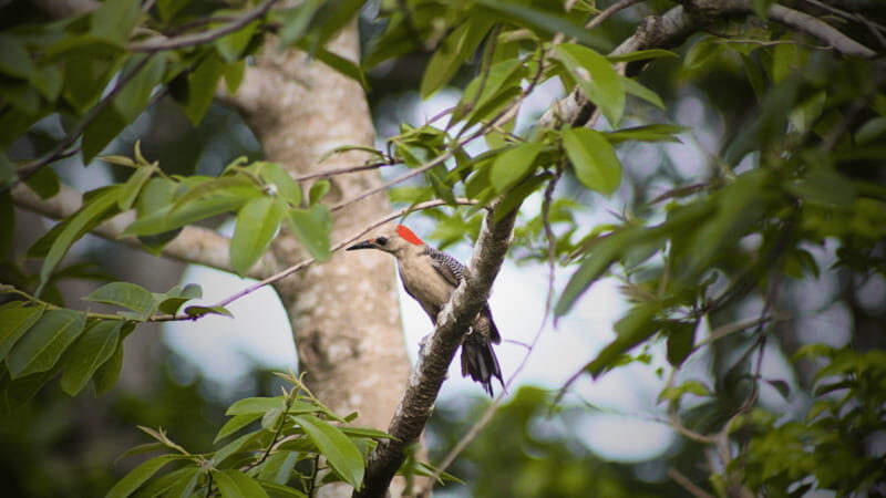 FROM VALLADOLID: VISIT EK' BALAM AND 2 CENOTES + AUTHENTIC MAYA FOOD - Who Should Consider This Tour?