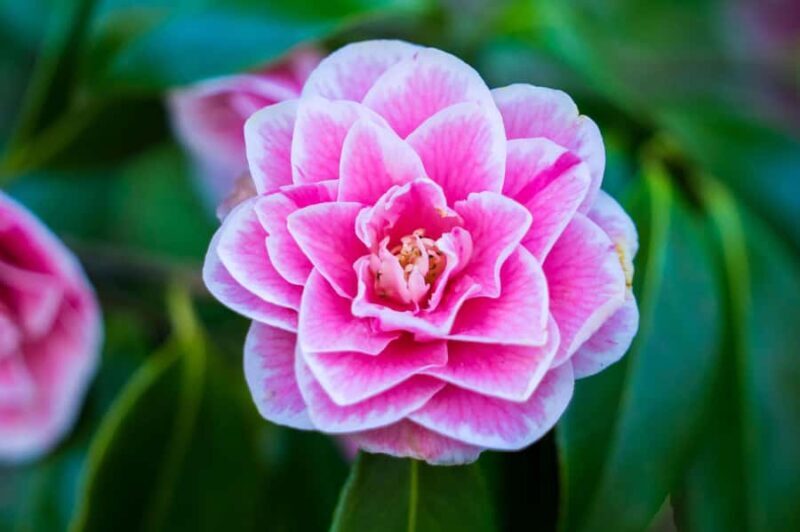 From Vancouver: Butchart Gardens & Victoria Sightseeing Tour - The Value & Who It’s For