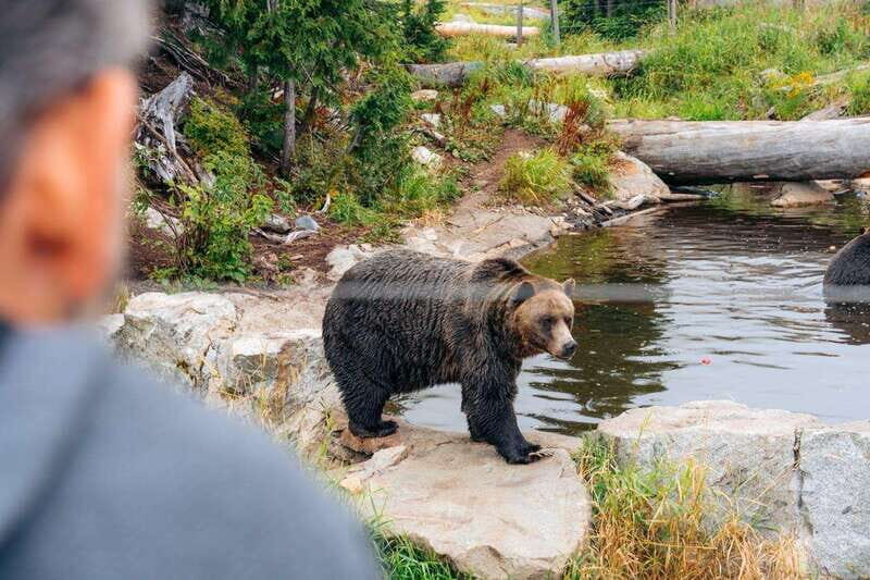 From Vancouver: Capilano Suspension Bridge & Grouse Mountain - Who Will Love This Experience?