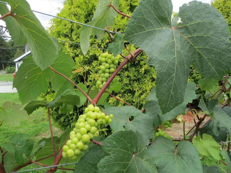 From Vancouver: Half-Day Fraser Valley Wine Tour - An Introduction to the Fraser Valley Wine Tour