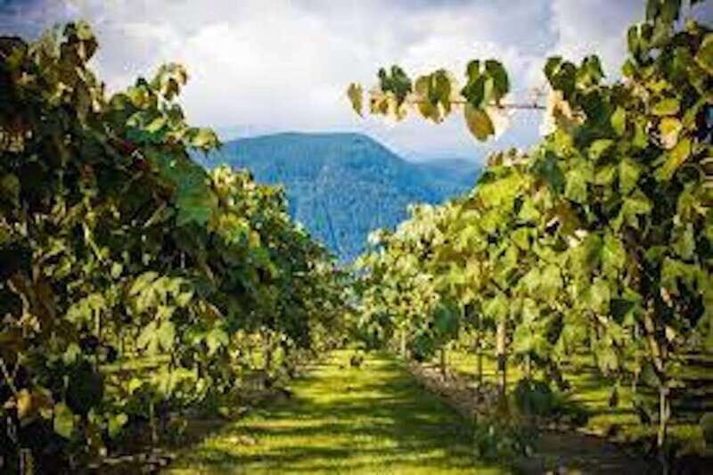 From Vancouver: Half-Day Fraser Valley Wine Tour - Breaking Down the Itinerary
