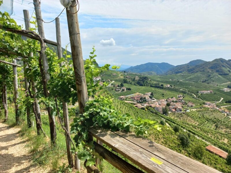 From Venice and Treviso: Prosecco Hills Wine and Food Tour - Who Will Love This Tour?