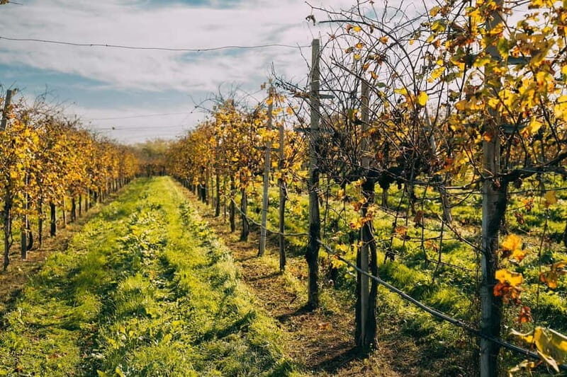 From Venice: Prosecco Wine Region Tour with 2 Tastings - Key Points