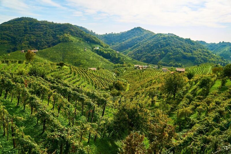 From Venice: Wine and Food tour in the Prosecco Hills - The Sum Up