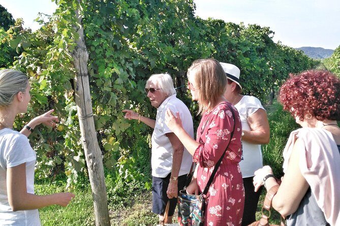 From Venice: Wine Tour in the Euganean Hills - What the Reviews Say