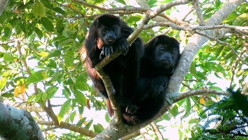 From Veracruz: Catemaco, Nature, Waterfalls & Monkeys Tour - Authentic Feedback from Travelers