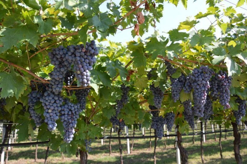 From Verona: Amarone Half-Day Wine Tasting Tour - Final Thoughts: Who Will Love This Tour?
