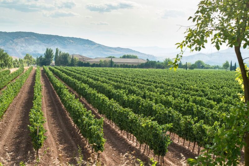From Verona: Valpolicella and Amarone full day private tour - Exploring the Heart of Valpolicella