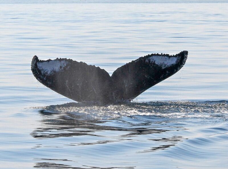 From Victoria: Whale Watching Marine Wildlife Excursion - From Victoria: Whale Watching Marine Wildlife Excursion – A Practical Guide