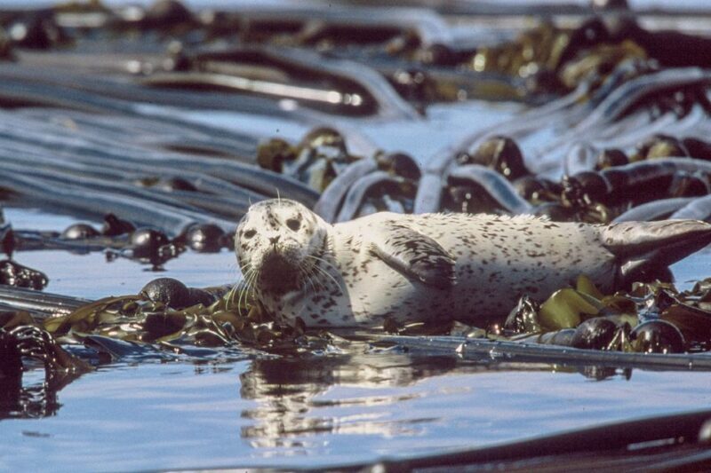From Victoria: Whale Watching Marine Wildlife Excursion - Key Points