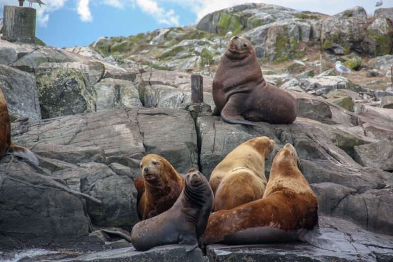 From Victoria: Whale Watching Marine Wildlife Excursion - What Past Travelers Say
