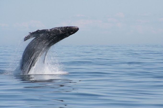From Victoria: Whale Watching Marine Wildlife Excursion - Pricing and Value