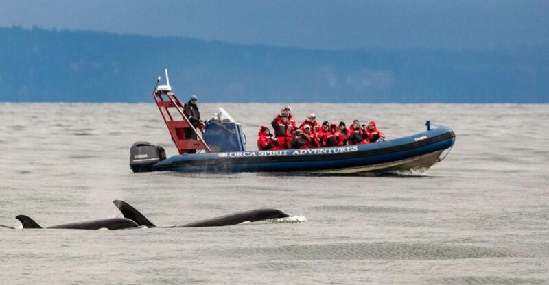 From Victoria: Whale Watching Marine Wildlife Excursion - FAQ
