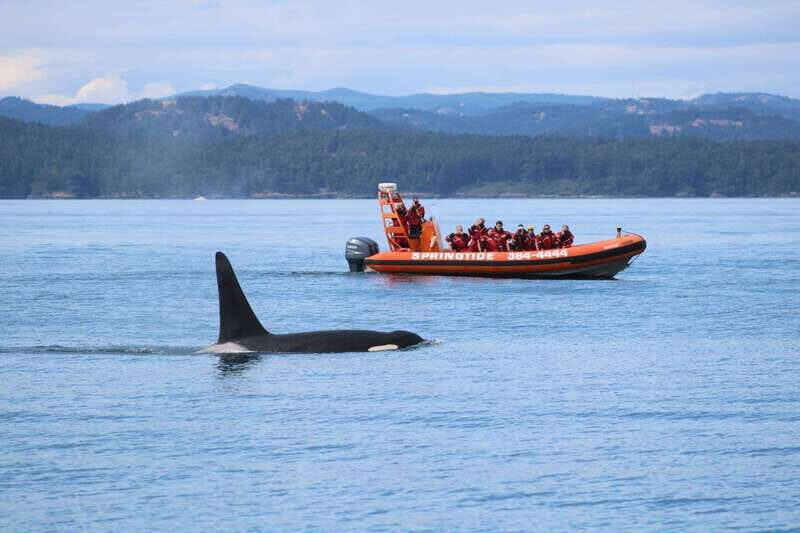 From Victoria: Whale Watching Tour by Zodiac Boat - Meeting Point and Timing