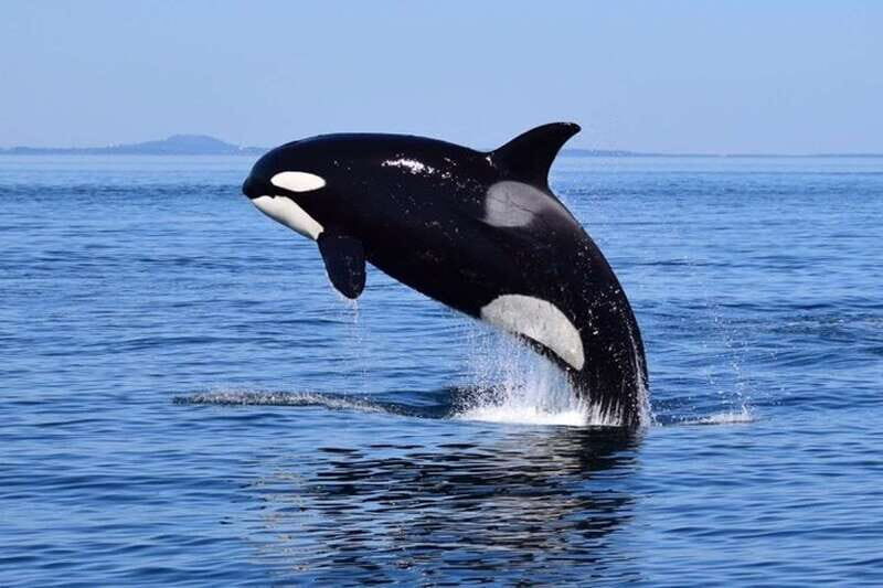From Victoria: Whale Watching Tour by Zodiac Boat - The Wildlife and Scenic Stops