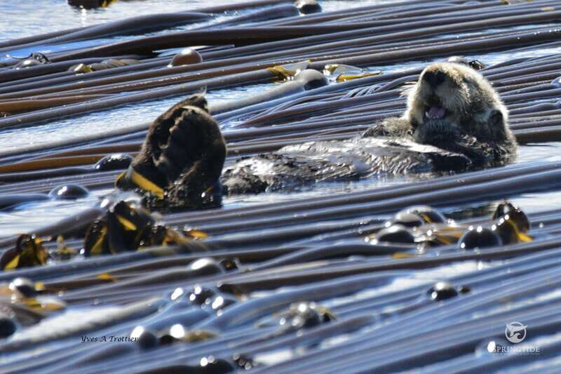 From Victoria: Whale Watching Tour by Zodiac Boat - The Thrill & Photography Opportunity