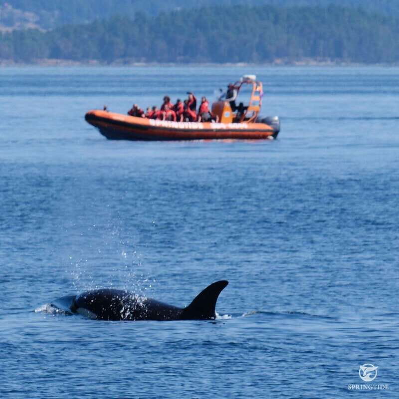 From Victoria: Whale Watching Tour by Zodiac Boat - Reviews and Real Experiences