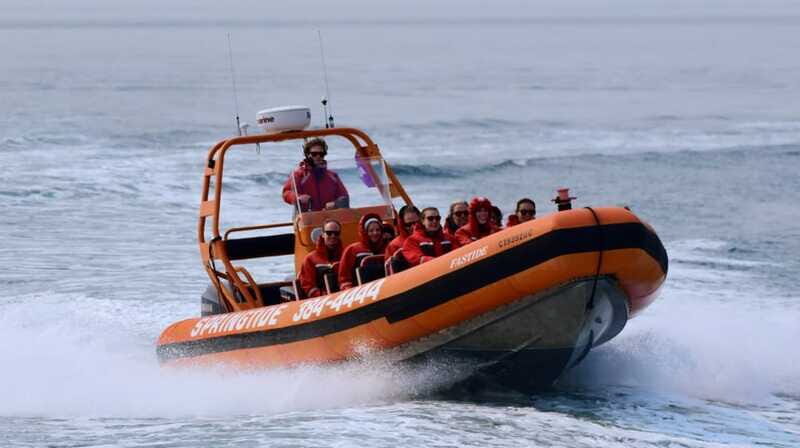 From Victoria: Whale Watching Tour by Zodiac Boat - Duration & Cost