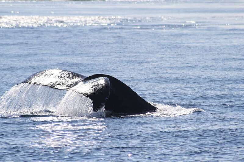 From Victoria: Whale Watching Tour by Zodiac Boat - Who Will Love This Tour?
