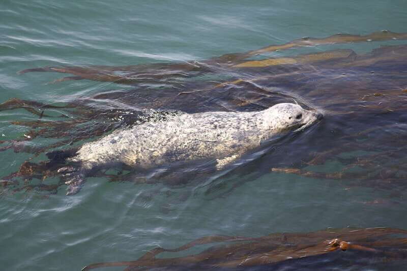 From Victoria: Whale Watching Tour by Zodiac Boat - The Sum Up