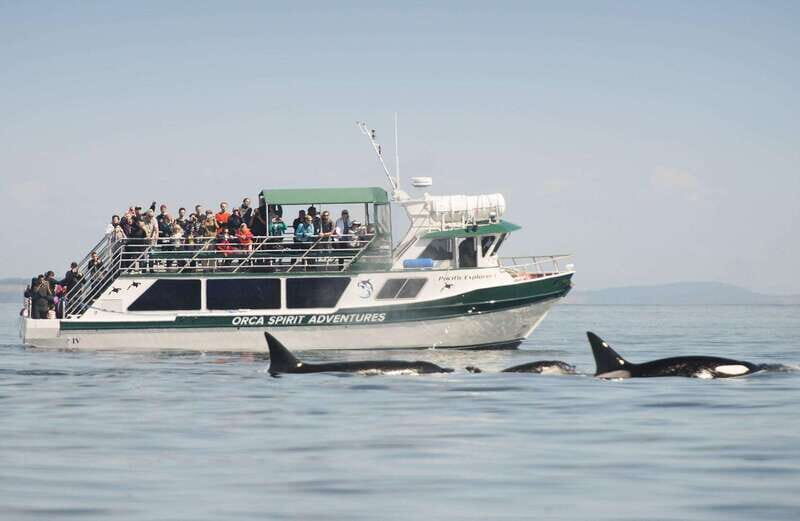 From Victoria: Whale Watching Trip on Covered Boat - FAQ