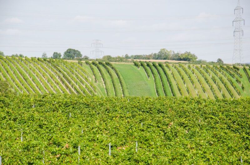 From Vienna: Half-day Countryside Wine Tour with Meal - Practical Tips for Better Experience