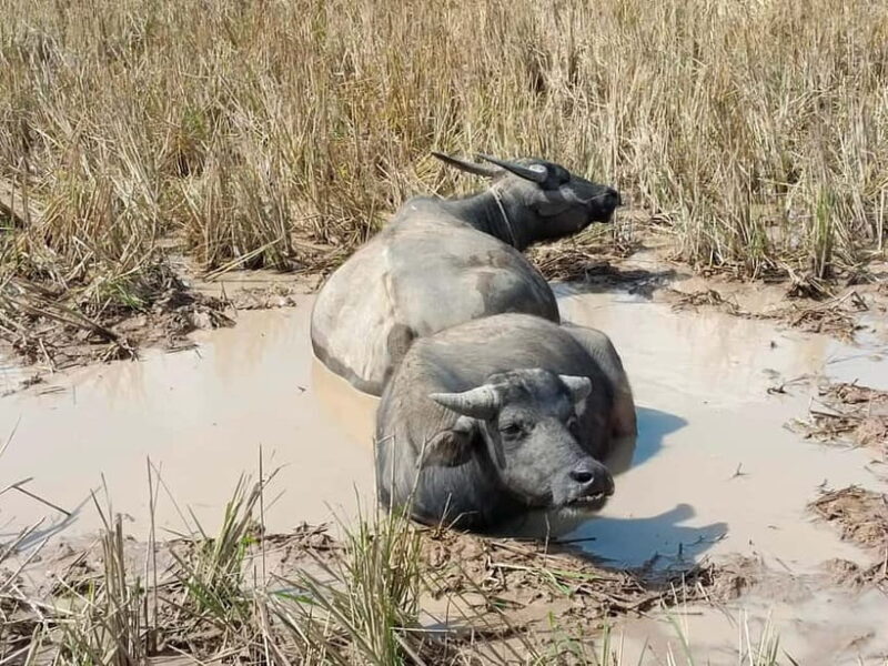 From Vientiane: Plain of Jars Tour & Homestay - Frequently Asked Questions