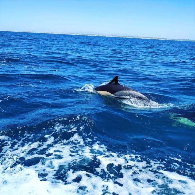 From Vilamoura: 2.5-Hour Benagil Cave and Dolphins Boat Tour - The Itinerary: What to Expect on Your 2.5-Hour Seafaring Adventure