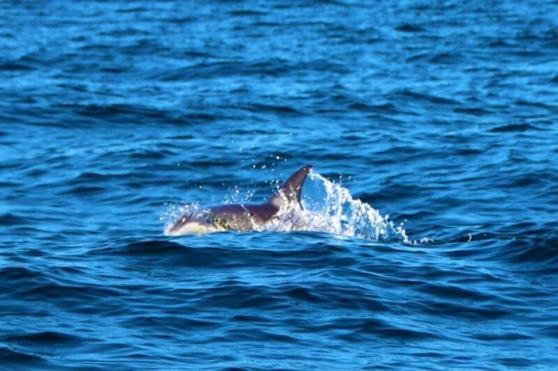 From Vilamoura: 2.5-Hour Benagil Cave and Dolphins Boat Tour - Why This Tour Is a Fantastic Choice for Travelers