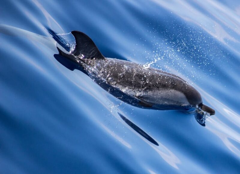 From Villefranche-sur-Mer: Guided Dolphin-Watching Tour - An In-Depth Look at the Experience