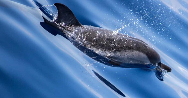 From Villefranche-sur-Mer: Guided Dolphin-Watching Tour - Who Should Consider This Tour?