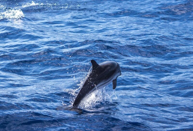 From Villefranche-sur-Mer: Guided Dolphin-Watching Tour - Final Thoughts