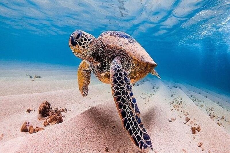 From Waikiki: Oahu Grand Circle Island Experience - Practical Considerations