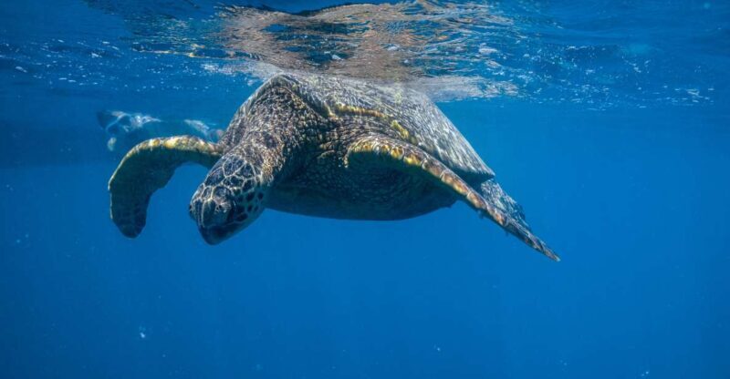 From Waikiki: Turtle Canyon Snorkeling Tour - From Waikiki: Turtle Canyon Snorkeling Tour — A Closer Look at Hawaii’s Marine Magic