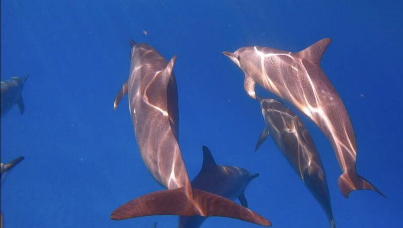 From Waikiki: Turtle Canyon Snorkeling Tour - What the Reviews Say