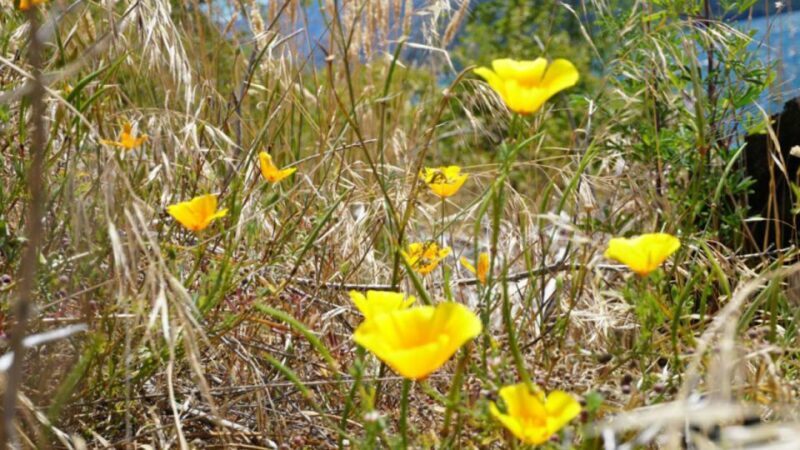 From Wanaka: Ruby Island 1-Hour Cruise and Photo Walk - Practical Details: What You Need to Know