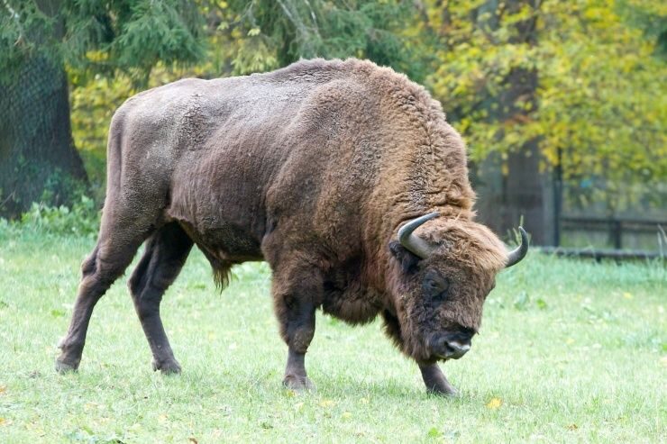 From Warsaw: Small-Group Tour to Bialowieza National Park - Key Points
