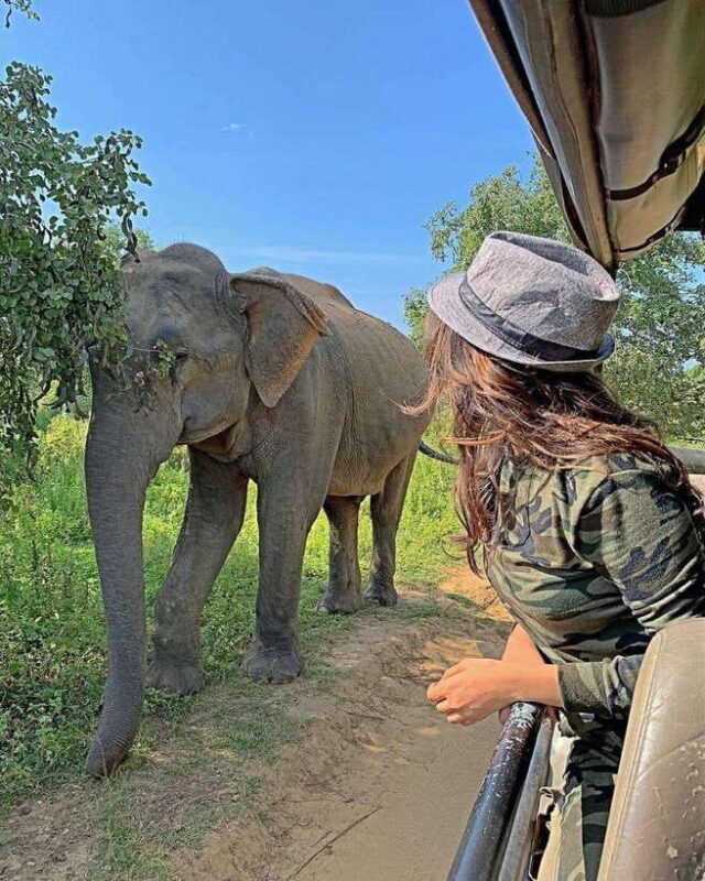 From Weligama : Udawalawa National Park Safari Tour - What to Expect During the Safari