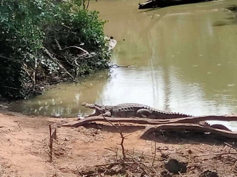 From Weligama : Udawalawa National Park Safari Tour - The Sum Up