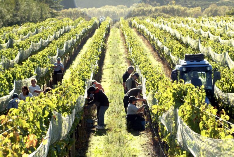 From Wellington: Martinborough Winery Tour - FAQ