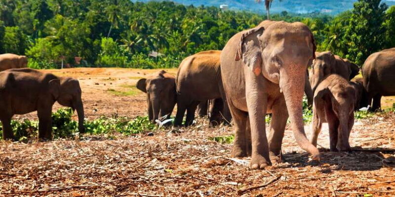 From west coast: Kandy, Pinnawala, Botanical & Tea gardens - Who Should Consider This Tour?