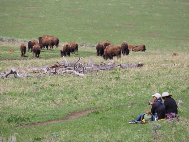 From West Yellowstone: Lamar Valley Wildlife Tour by Van - An In-Depth Look at the Lamar Valley Wildlife Tour