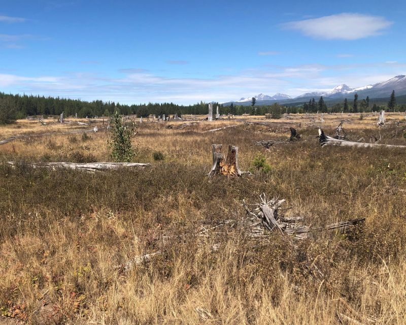 From Whitefish: West Glacier & Polebridge Day Tour - Discover Montana’s Natural Wonders on the Whitefish: West Glacier & Polebridge Day Tour